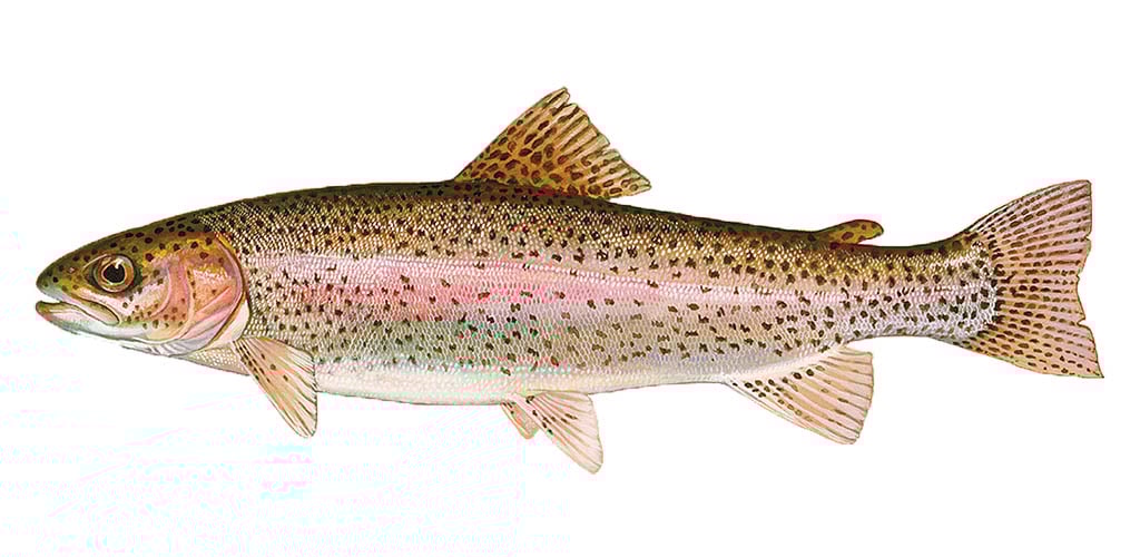 Fina fisken | nytid.fi