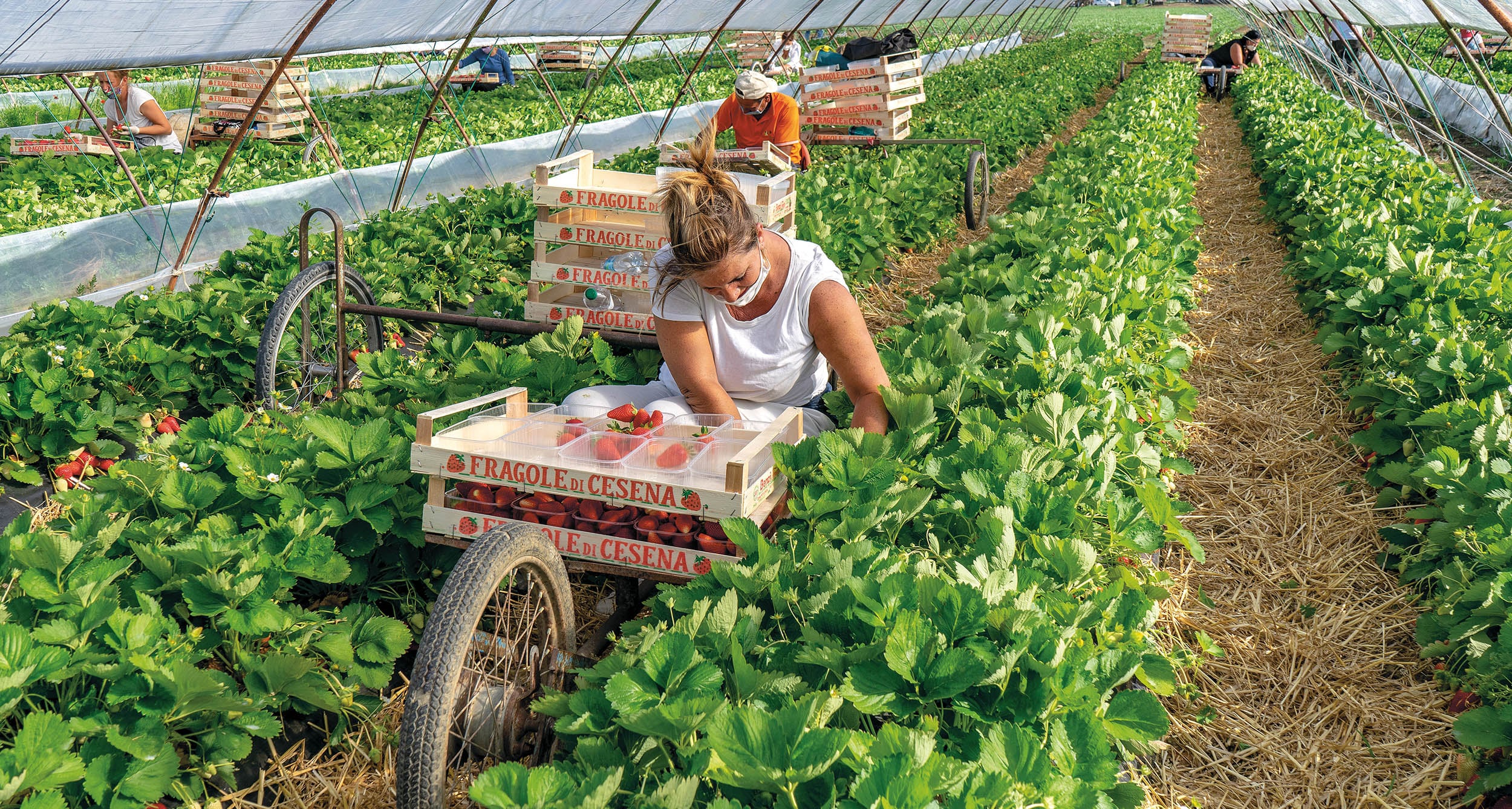 Italienskt jordbruk i desperat behov av utländsk arbetskraft | nytid.fi
